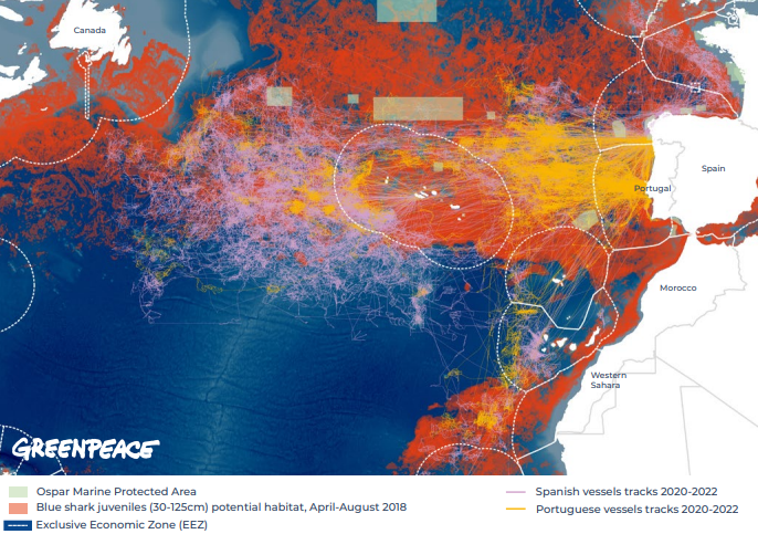Hooked on sharks – Global Mapping Hub by Greenpeace International