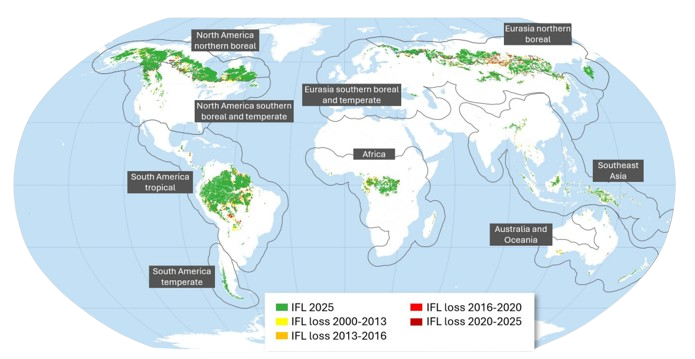 Intact forest landscapes – Global Mapping Hub by Greenpeace International