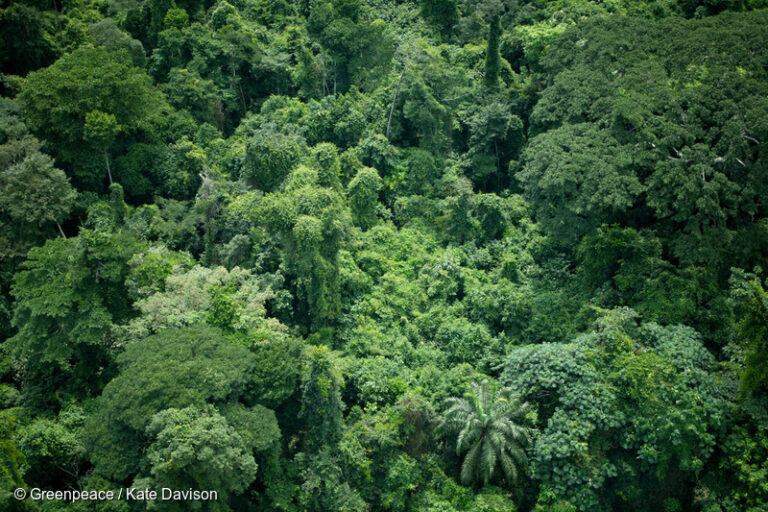Intact forest landscapes – Global Mapping Hub by Greenpeace International