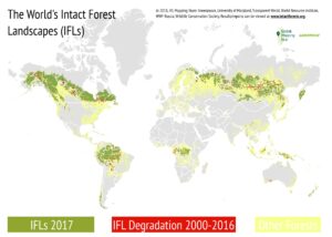 Intact forest landscapes – Global Mapping Hub by Greenpeace International