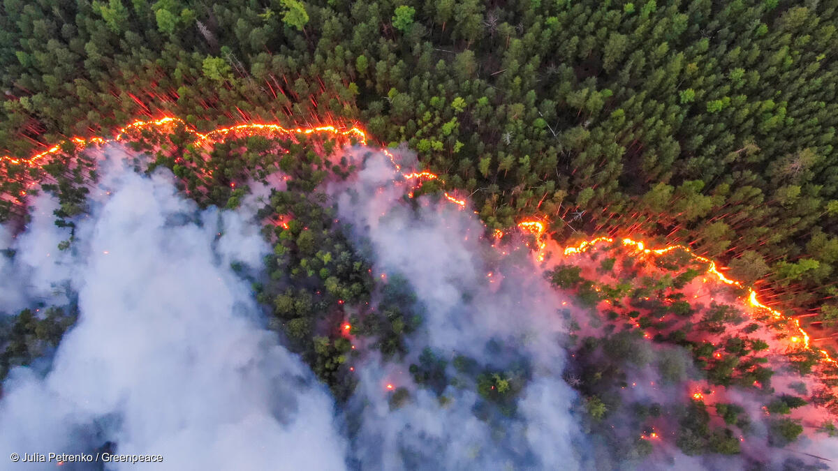 Man-made wildfires – Global Mapping Hub by Greenpeace International